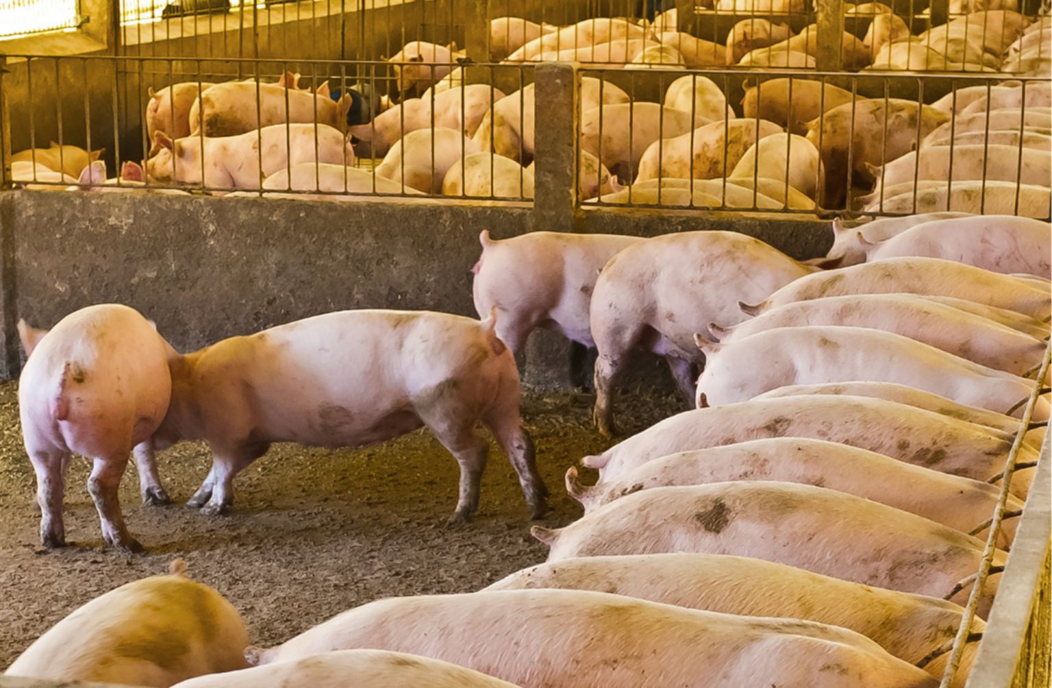 Evaluación del impacto ambiental de las macrogranjas porcinas y su ...